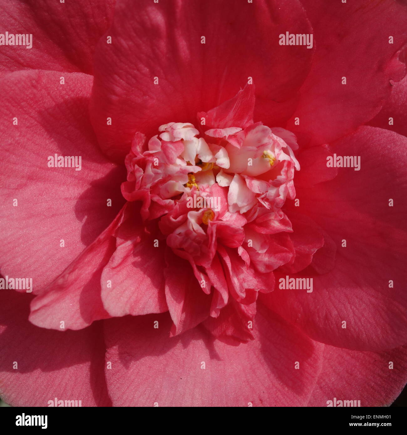 Pink Camellia Flower Stock Photo - Alamy