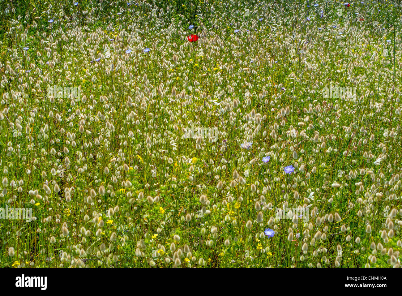 Grassy meadow with blue and red flowers, Greece Stock Photo - Alamy