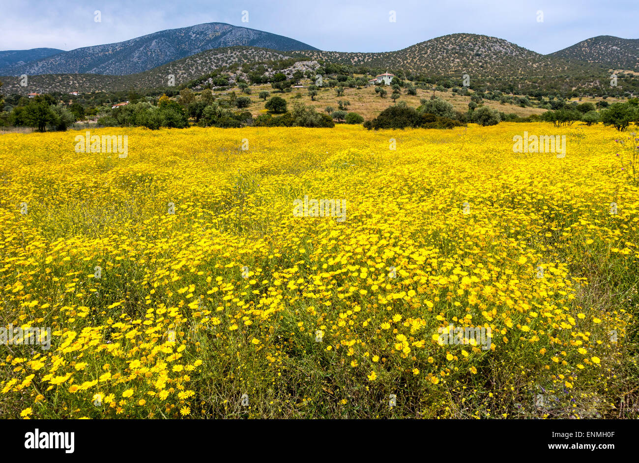 Meadow of yellow flowers with mountains behind, Greece Stock Photo - Alamy