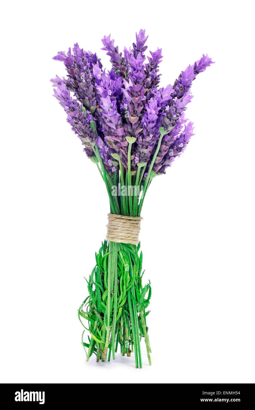 a bunch of lavender flowers tied with a string on a white background ...