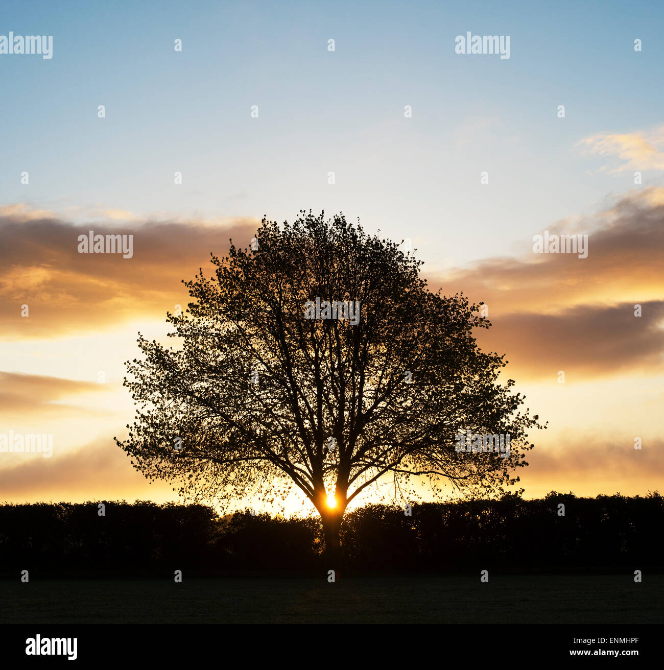 Tree sunrise silhouette in the cotswold countryside. England Stock ...