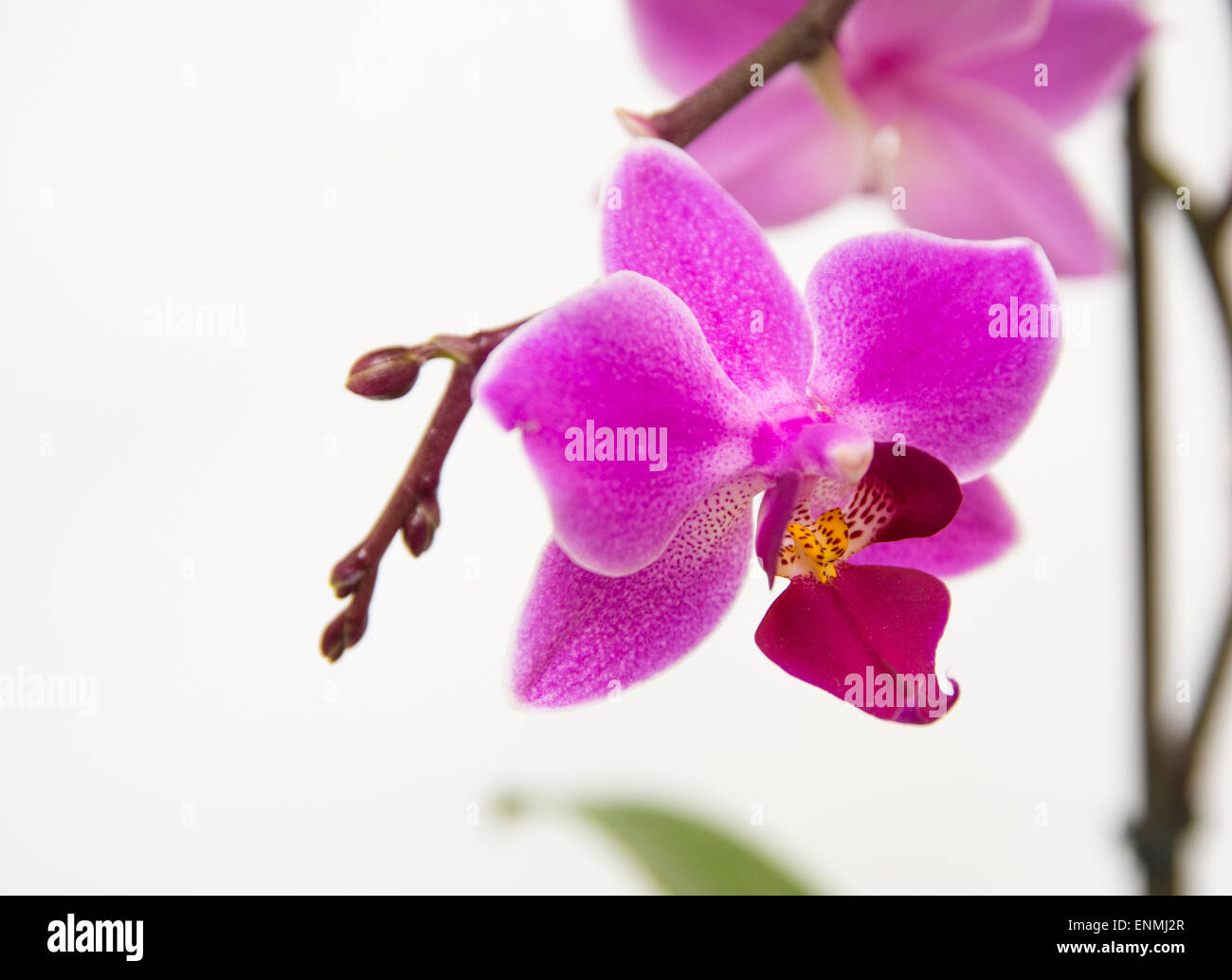 Gorgeous flower hi-res stock photography and images - Alamy
