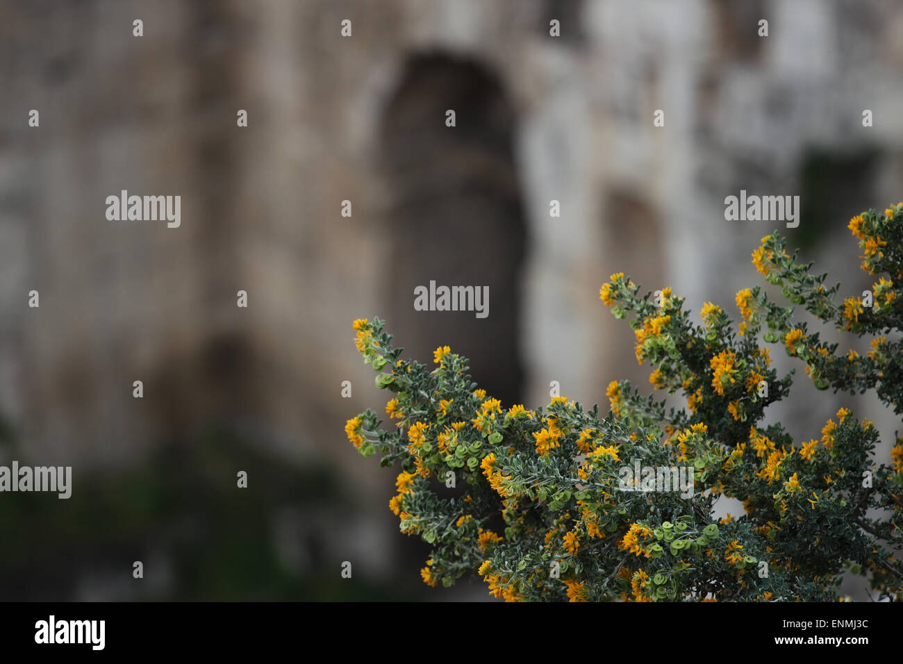 Yellow mustard flowers on the Acropolis, Attica, Greece Stock Photo - Alamy