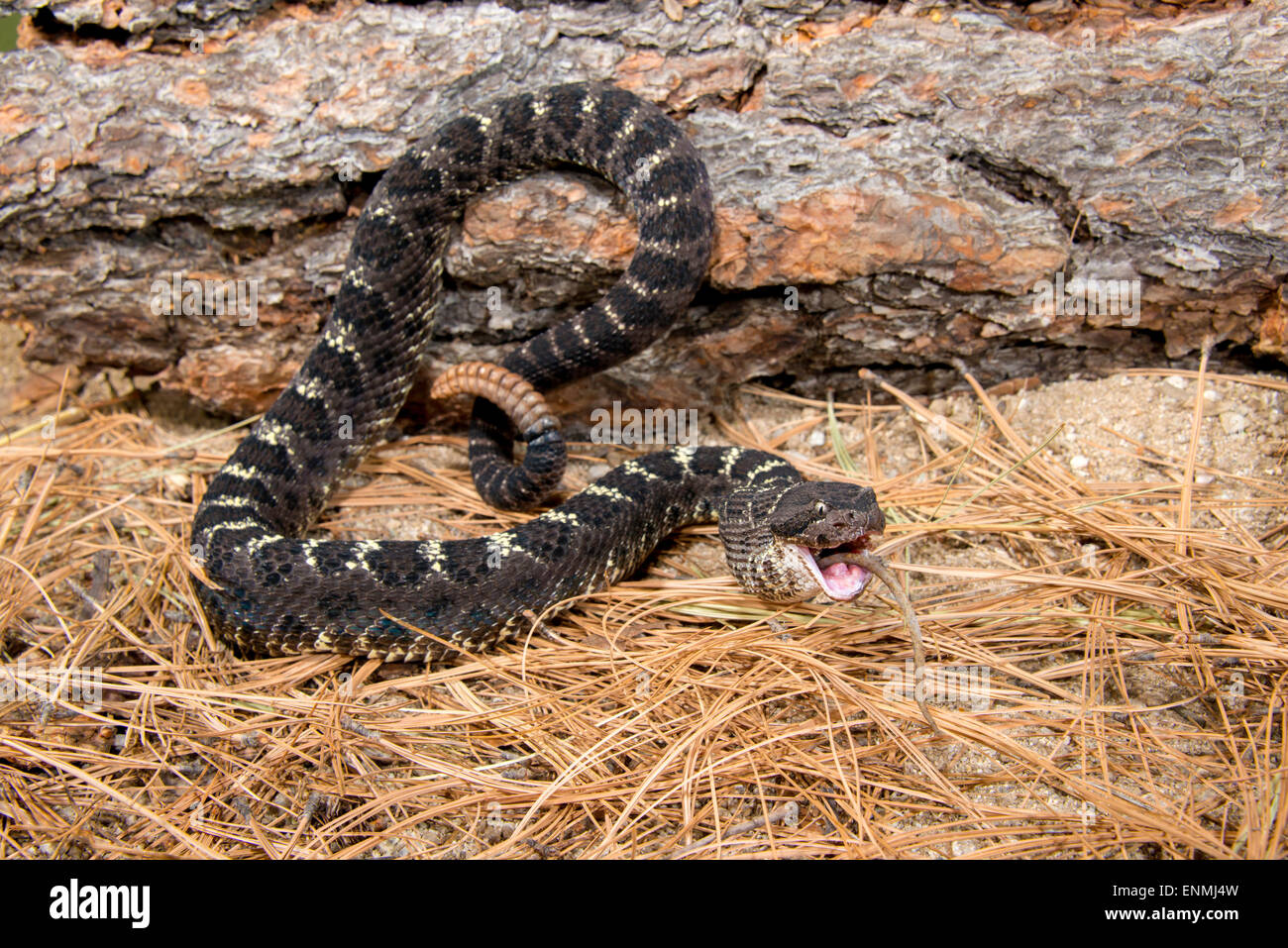 Arizona Black Rattlesnake Crotalus cerberus Happy Valley, Pima County ...