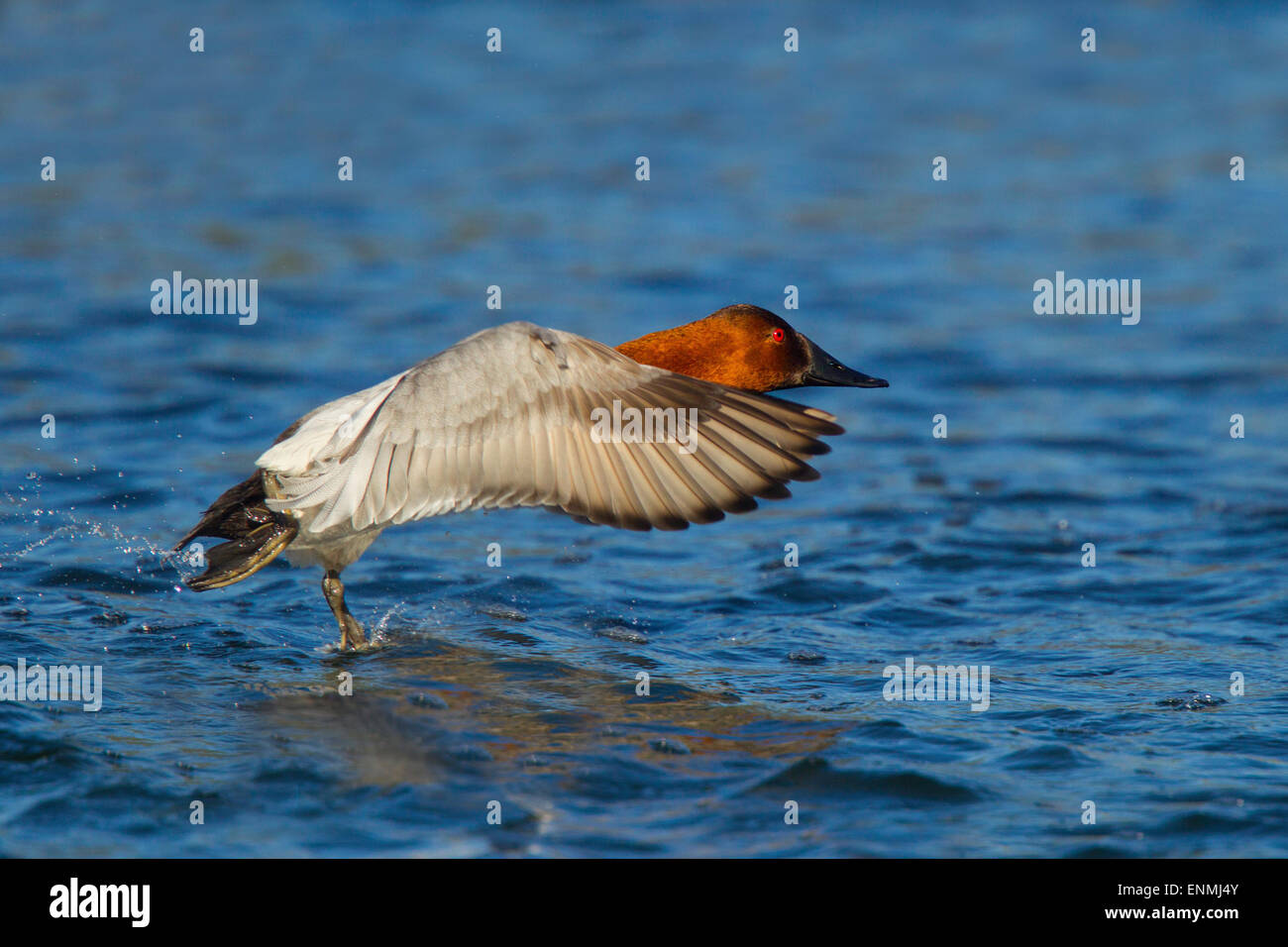 Canvasback duck flying hi-res stock photography and images - Alamy