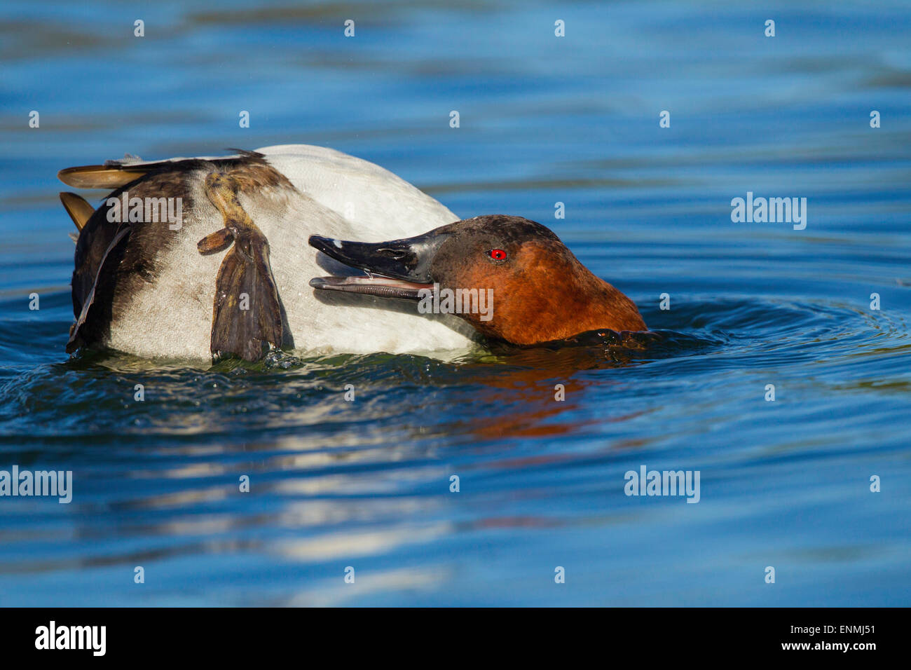 Canvasback duck flying hi-res stock photography and images - Alamy