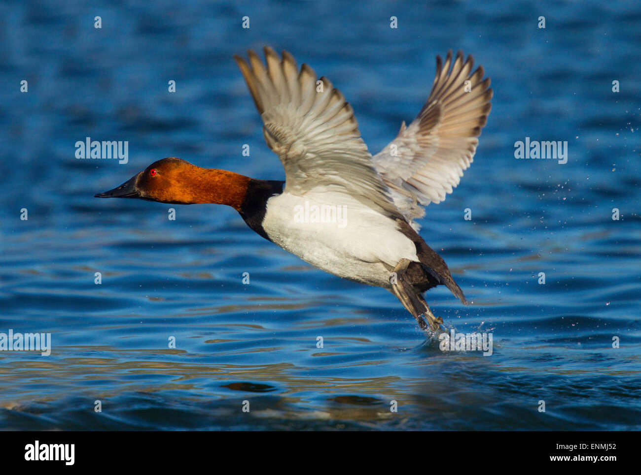 Canvasback duck flying hi-res stock photography and images - Alamy