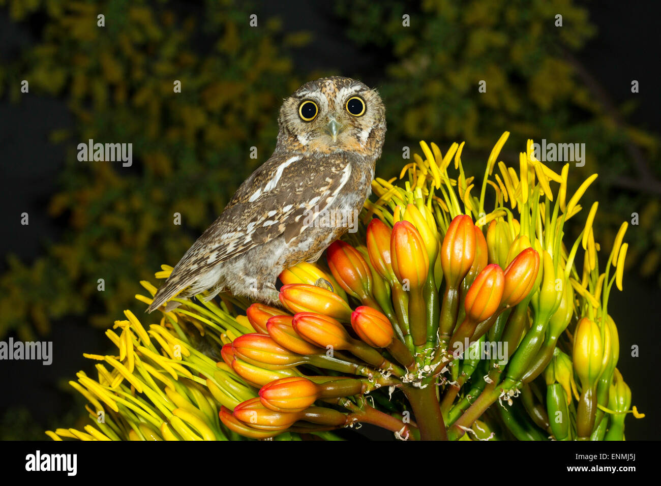 Elf Owl High Resolution Stock Photography and Images - Alamy