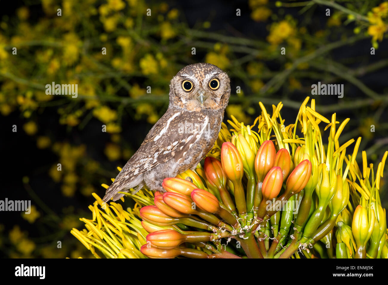 Elf Owl High Resolution Stock Photography and Images - Alamy