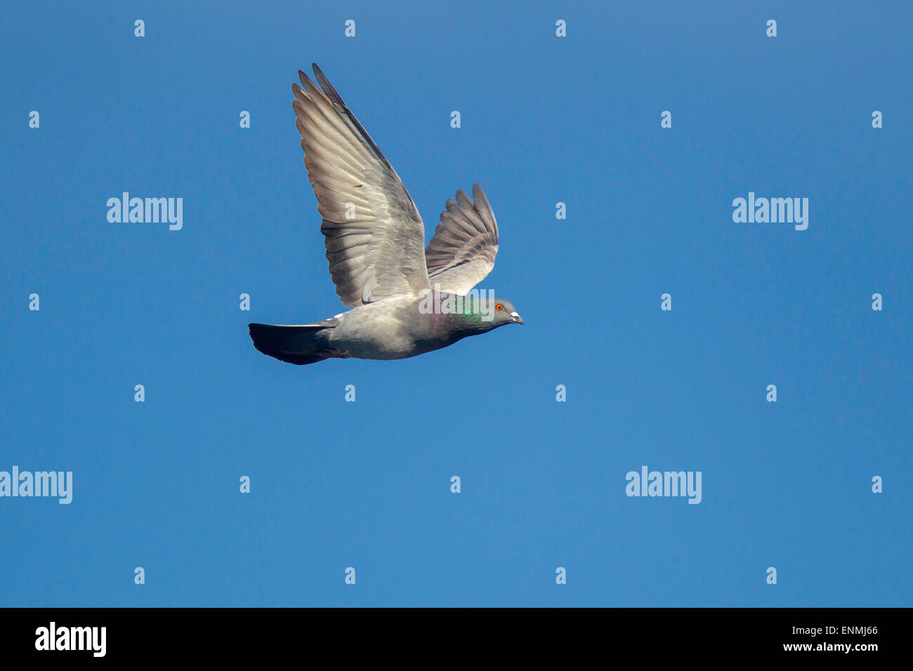 Rock Dove Columba livia Tucson, Arizona, United States 13 February ...