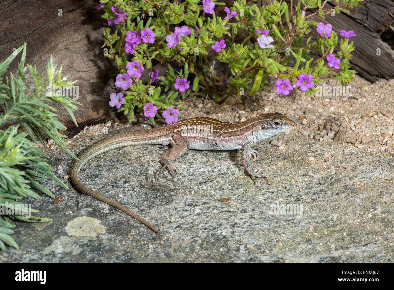 Sonoran Spotted Whiptail Aspidoscelis sonorae Tucson, Pinal County ...