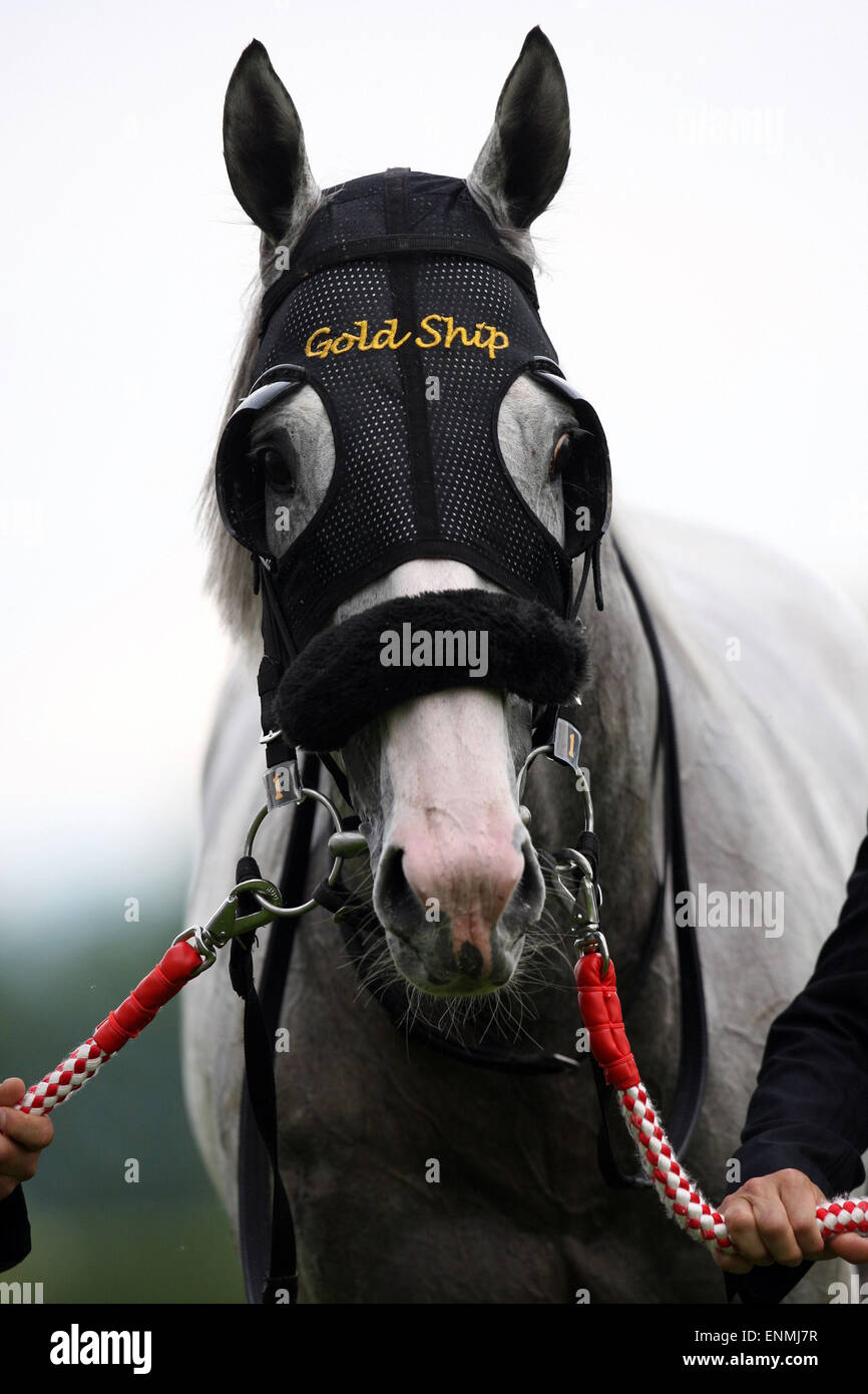 Kyoto, Japan. 3rd May, 2015. Gold Ship Horse Racing : Gold Ship looks ...
