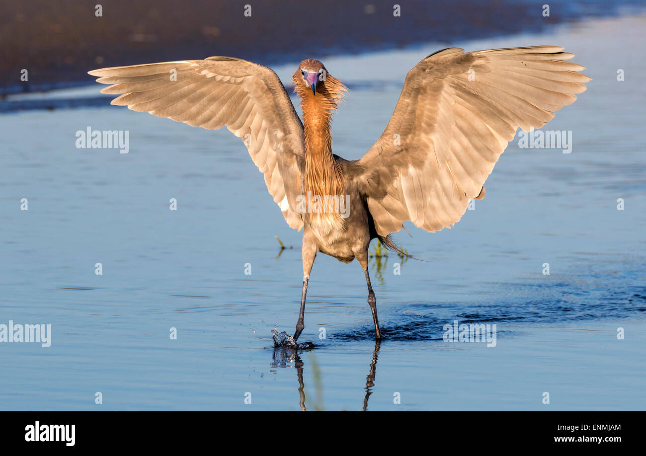 Reddish egret (Egretta rufescens) hunting in tidal marsh at sunrise ...