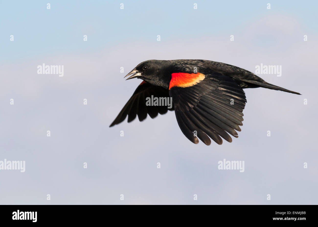 Male red-winged blackbird (Agelaius phoeniceus) flying, Galveston ...