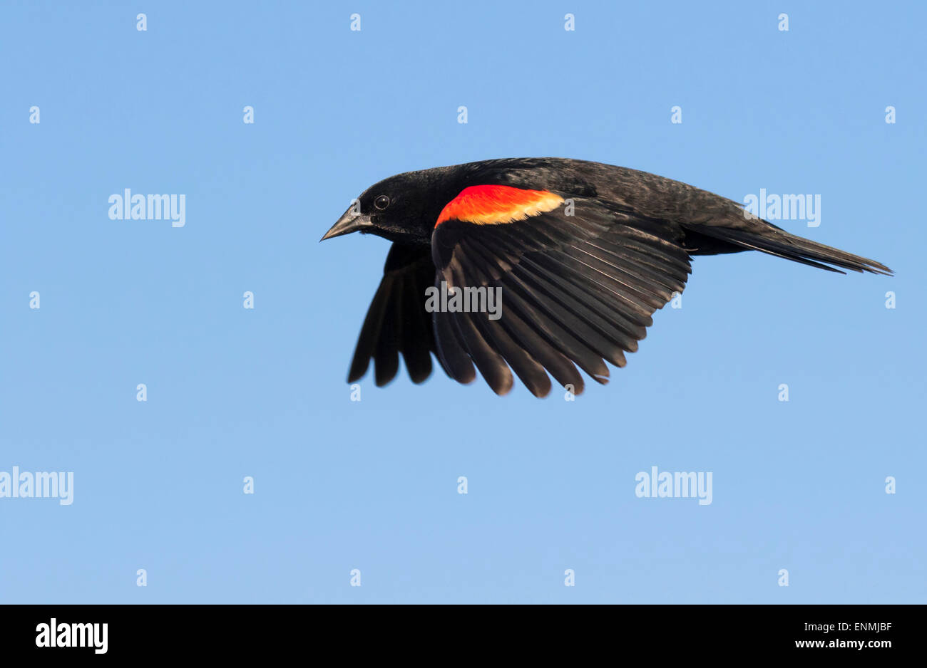 Blackbird Flying Isolated High Resolution Stock Photography and Images ...