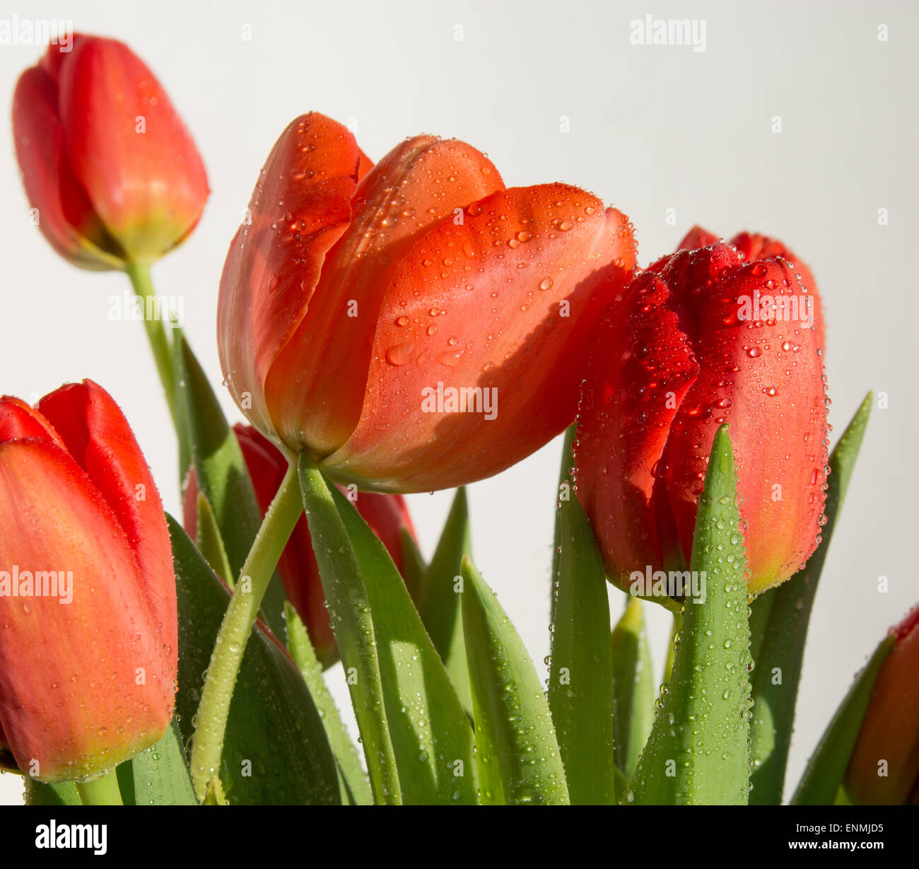Hol flowers hi-res stock photography and images - Alamy