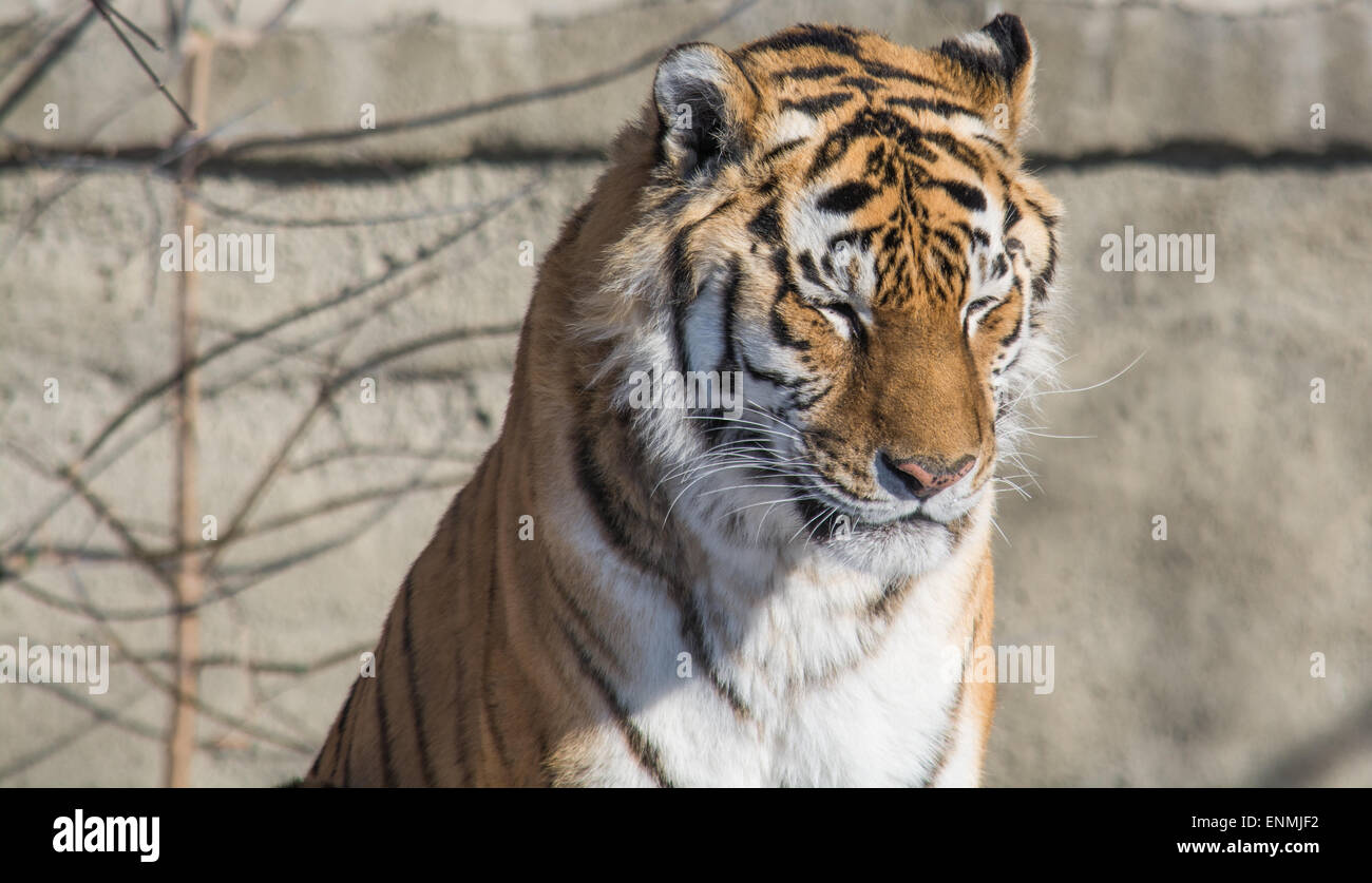 Sleep tiger hi-res stock photography and images - Alamy