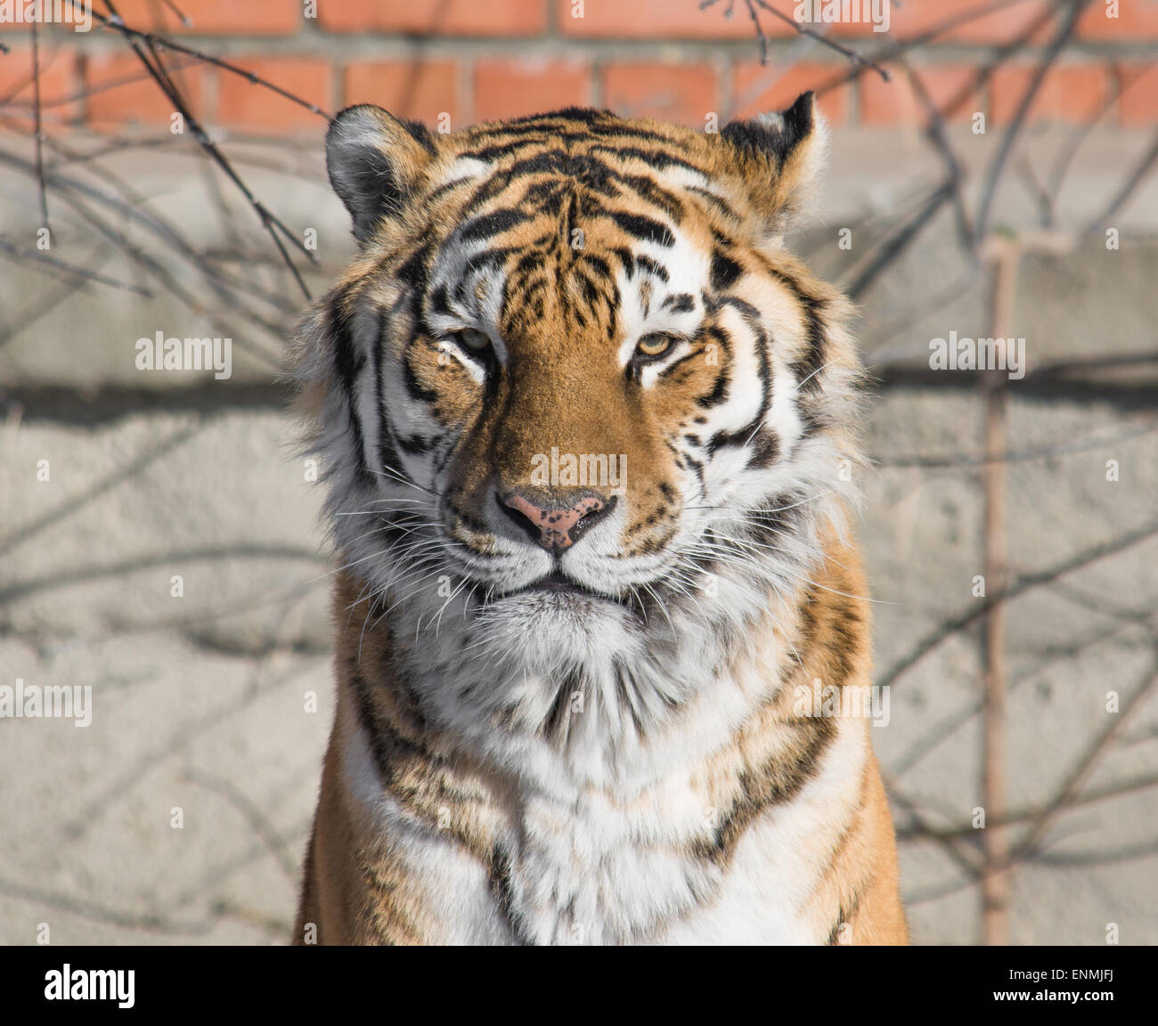 Tiger look hi-res stock photography and images - Alamy