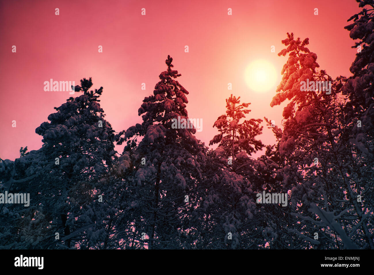 Snowy forest at sunset Stock Photo - Alamy