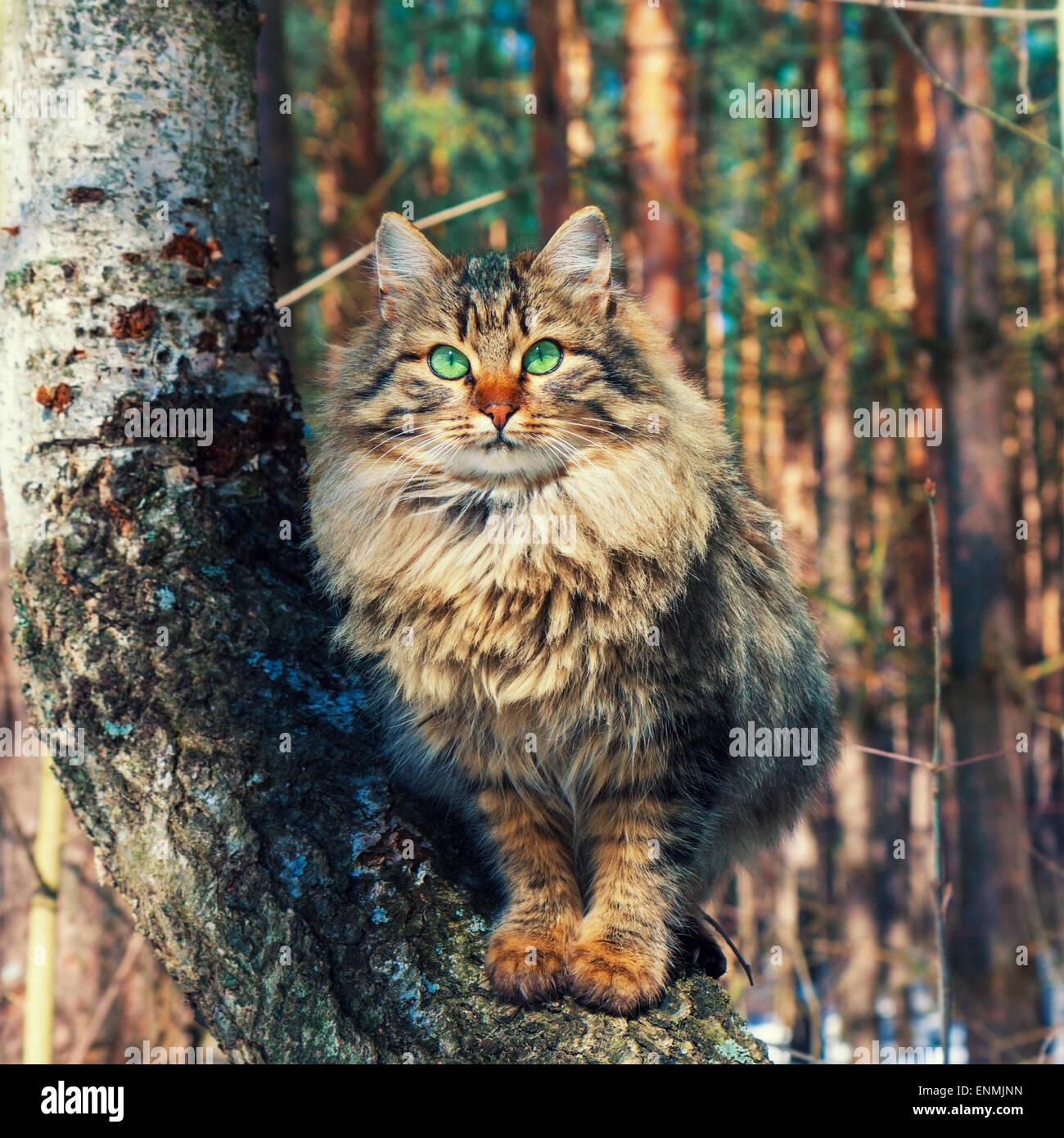 Black norwegian forest cat hi-res stock photography and images - Alamy