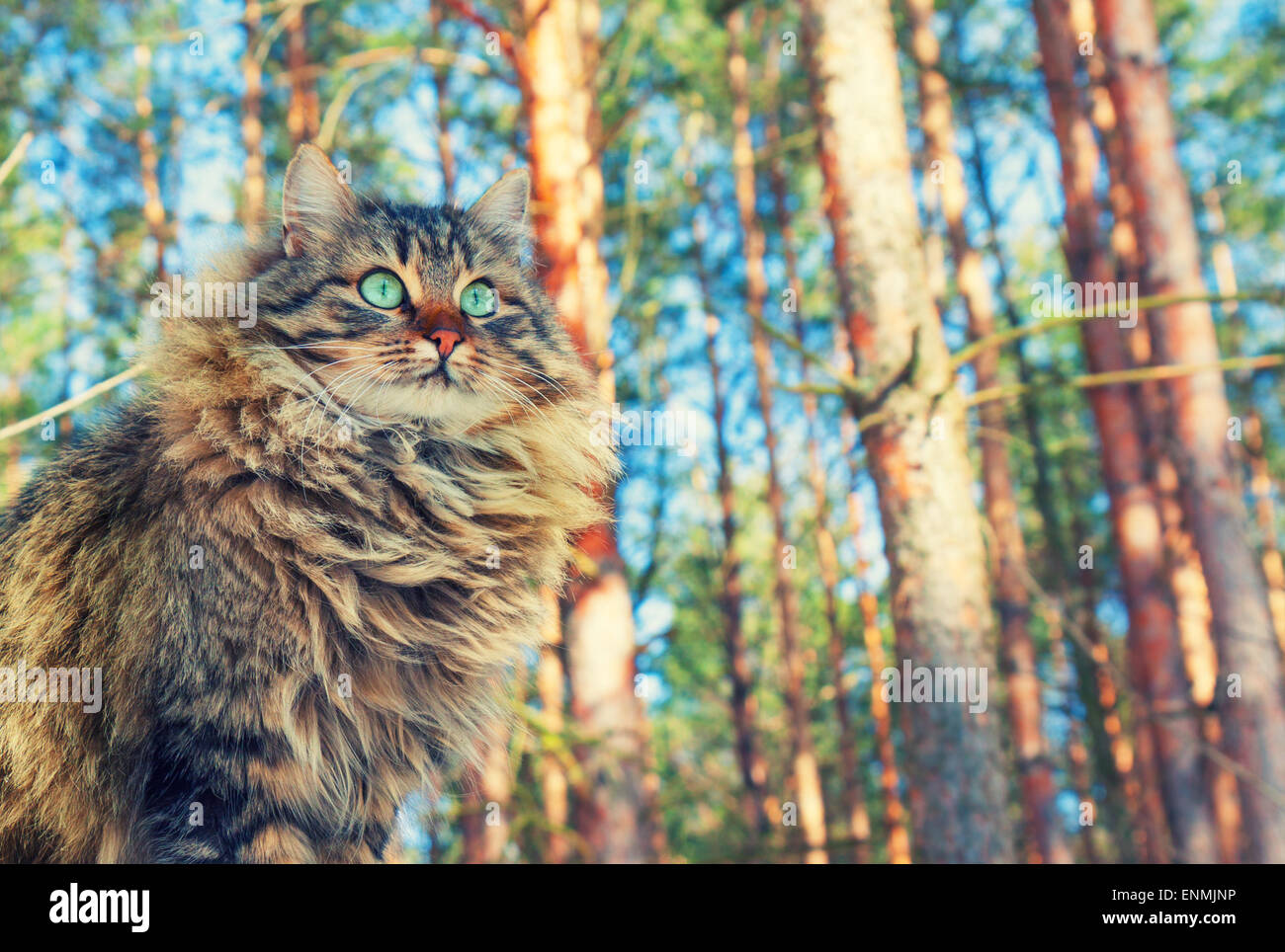Norwegian forest cat black white hi-res stock photography and images ...