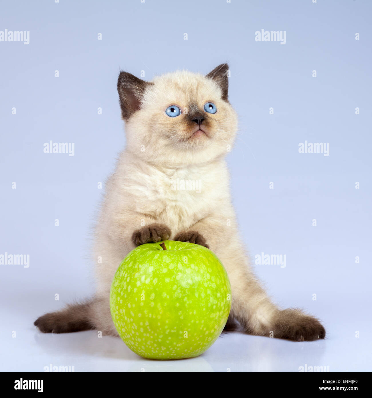 Cute siamese kitten playing with green apple Stock Photo - Alamy
