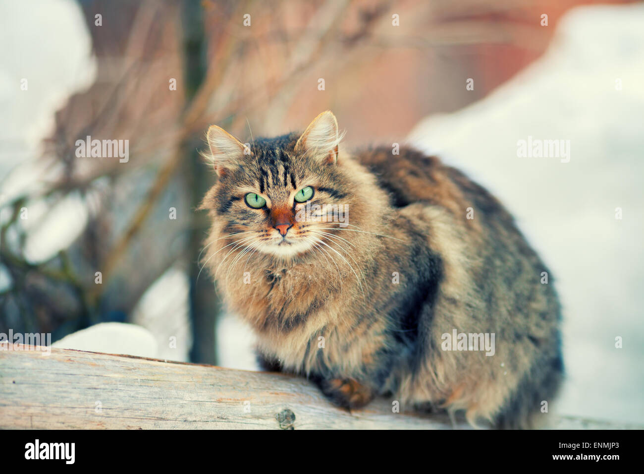 Siberian cat outdoors in winter Stock Photo - Alamy