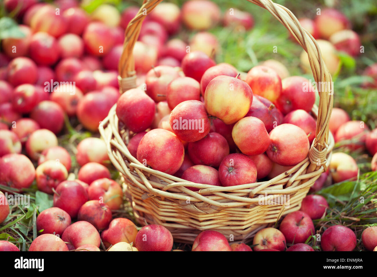 Apple basket on lawn hi-res stock photography and images - Alamy