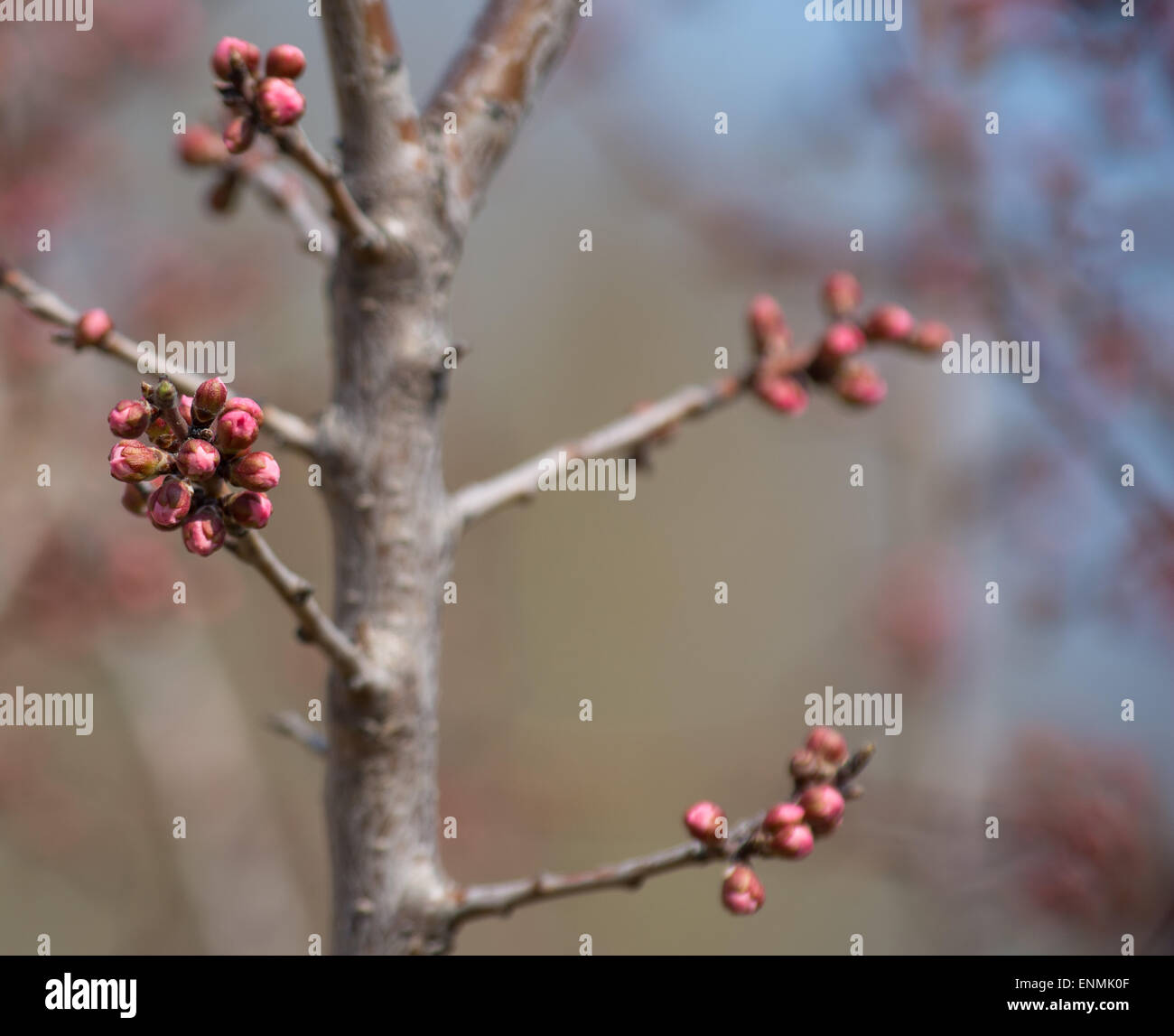 Peach plum garden hi-res stock photography and images - Alamy