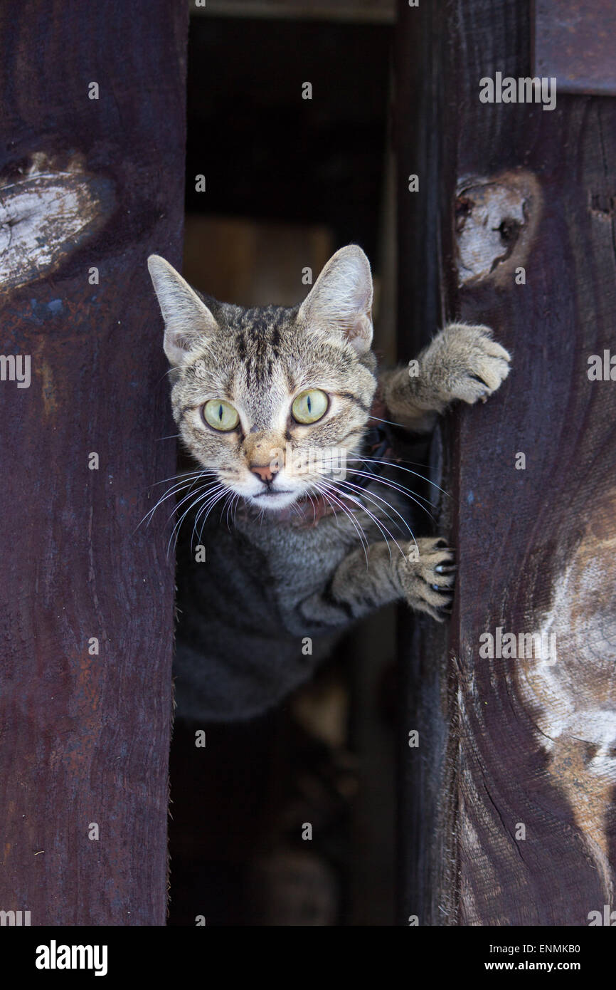 Stray cat emerging from under elevated railroad tracks Stock Photo - Alamy