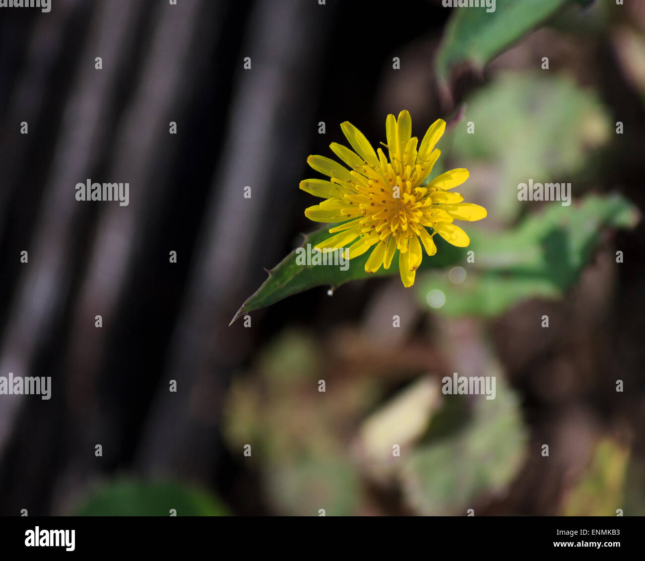 Weed wildflower yellow hi-res stock photography and images - Alamy