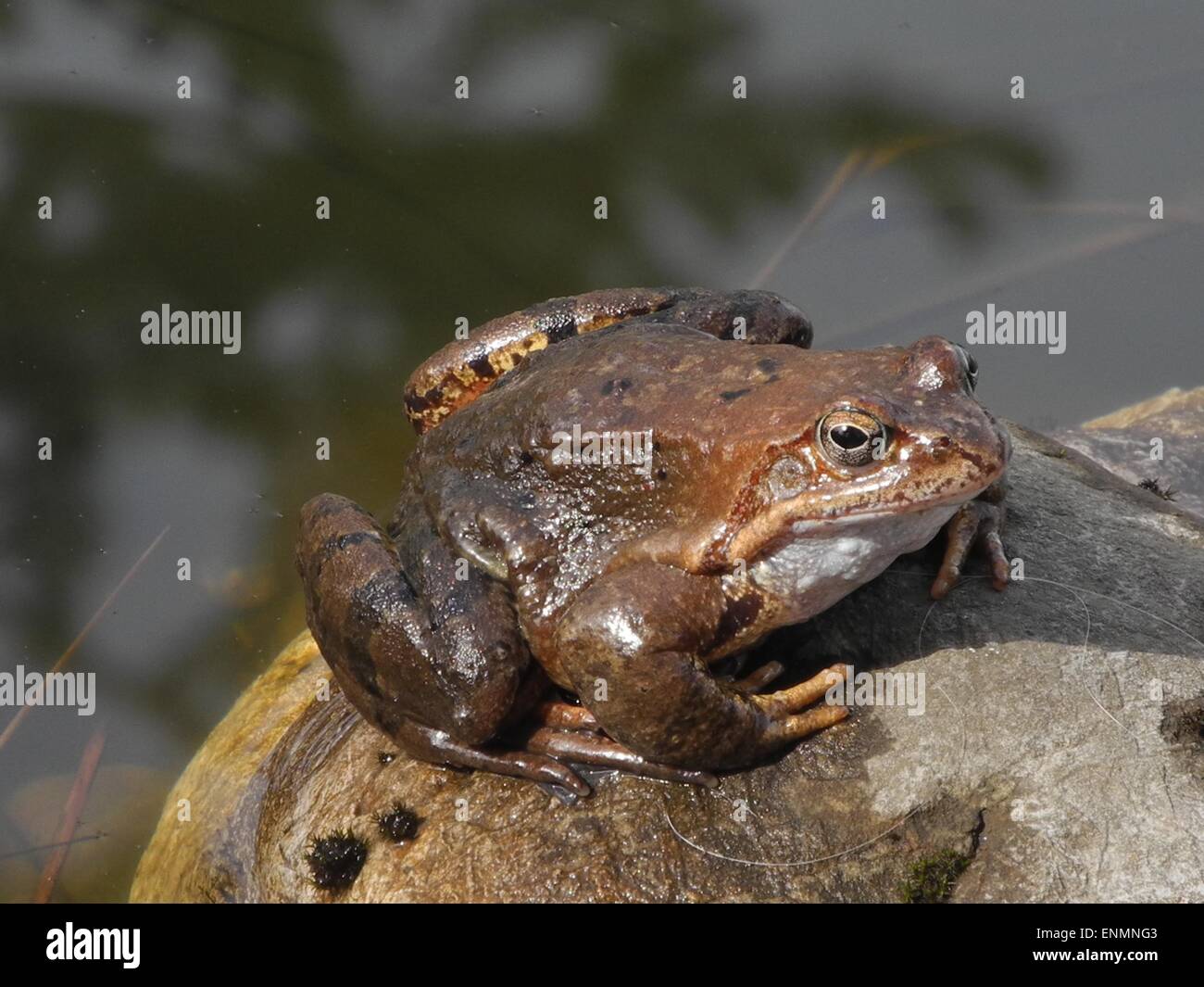 Folk Taxonomy High Resolution Stock Photography and Images - Alamy