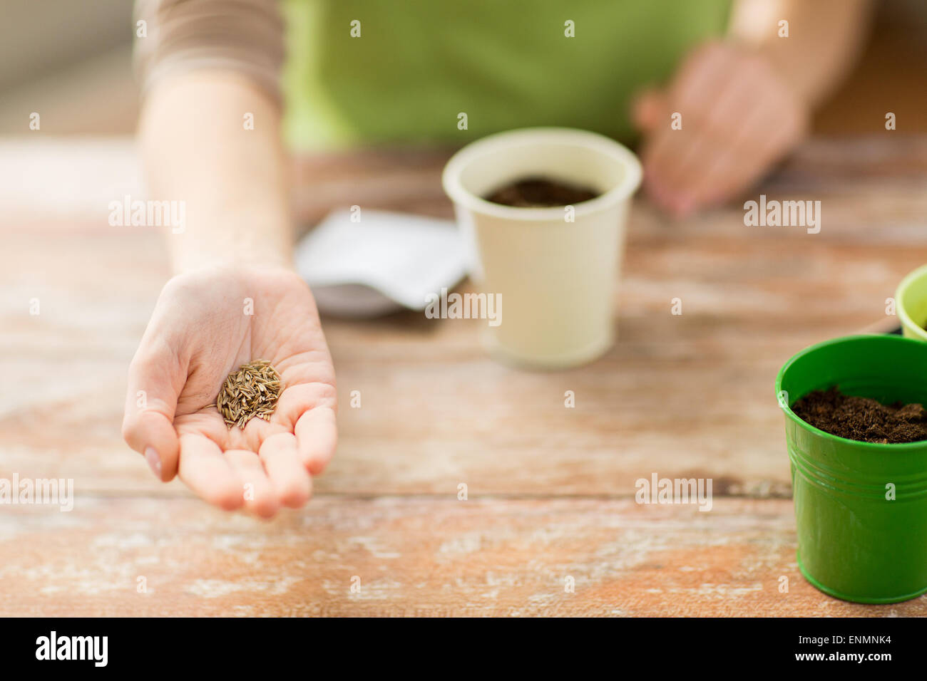 close up of woman hand holding seeds Stock Photo - Alamy