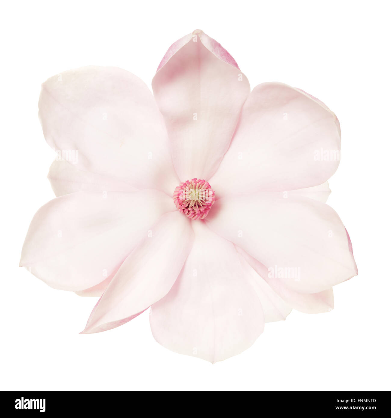 Pink white natural magnolia Cut Out Stock Images & Pictures - Alamy