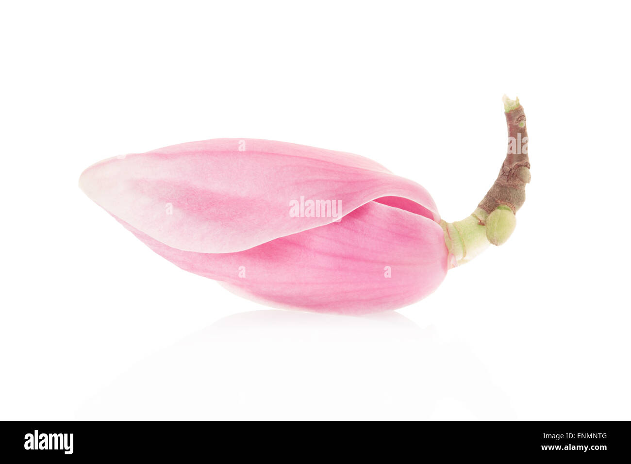 Beautiful blossom pink magnolia Cut Out Stock Images & Pictures - Alamy