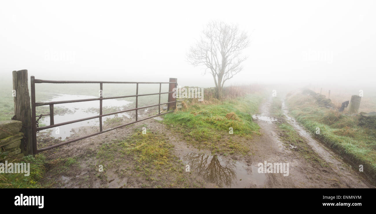 Thick fog on a country lane Stock Photo - Alamy