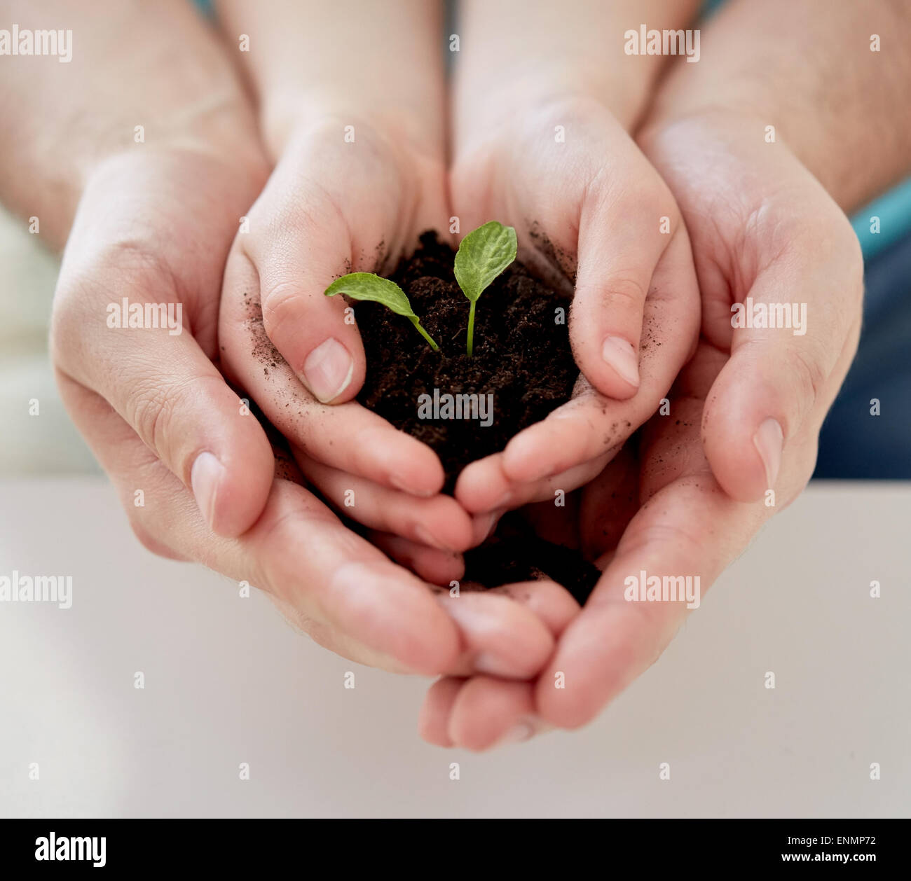 close up of father and girl hands holding sprout Stock Photo - Alamy