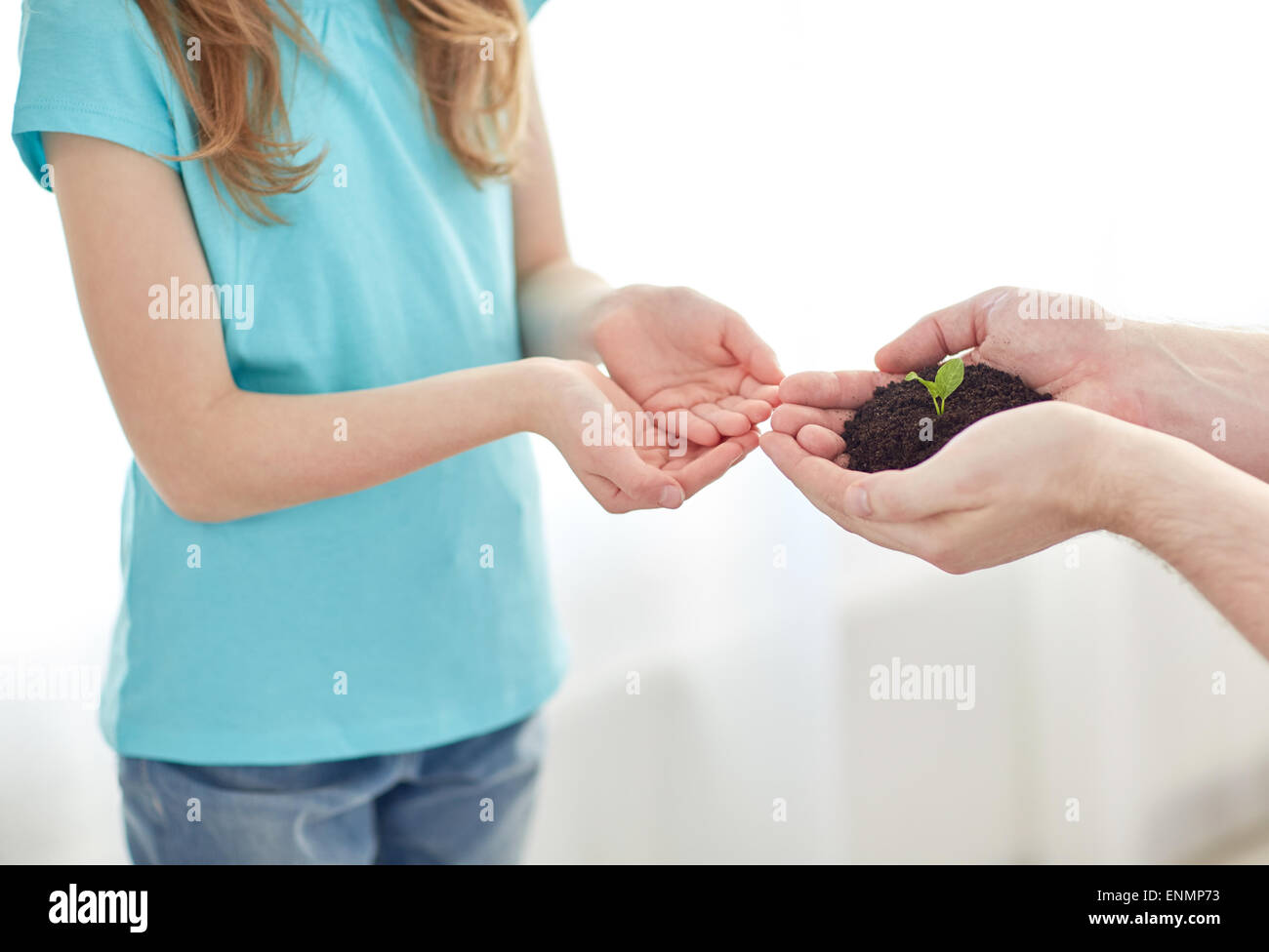 close up of father and girl hands holding sprout Stock Photo - Alamy