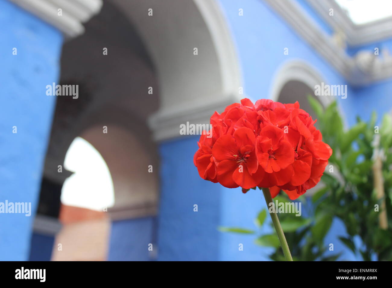 Traditional flower of love hi-res stock photography and images - Alamy