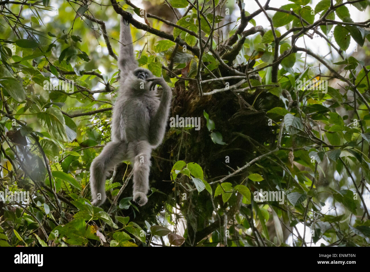 A Javan gibbon (Hylobates moloch, silvery gibbon) foraging in Gunung ...