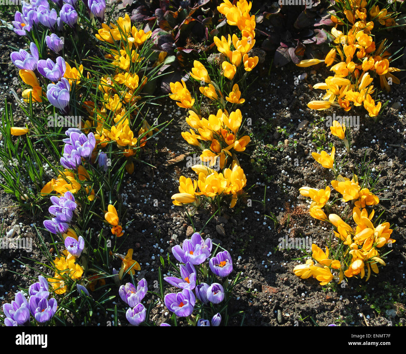 Crocus vernus (Spring Crocus, Giant Crocus) spring flower Stock Photo ...