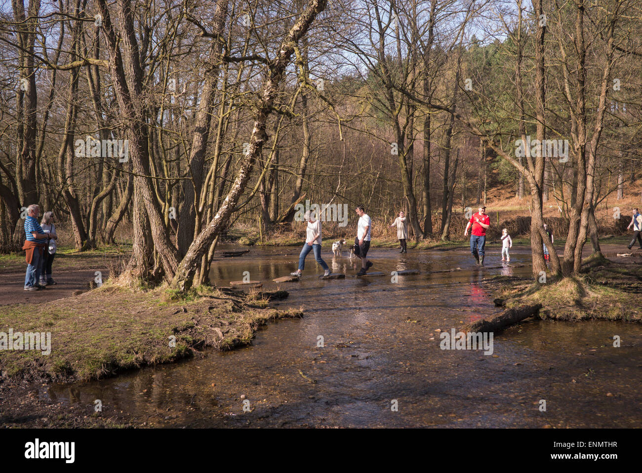 Forestry commission walks on cannock chase in sherbrook valley hi-res ...