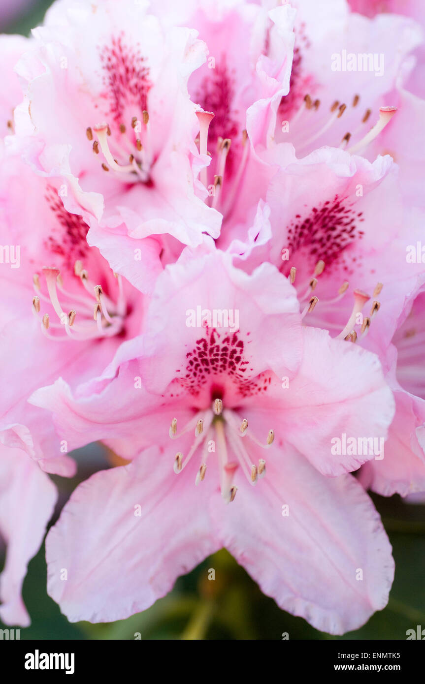 Shrubs Pink Rhododendron Shrub High Resolution Stock Photography and ...