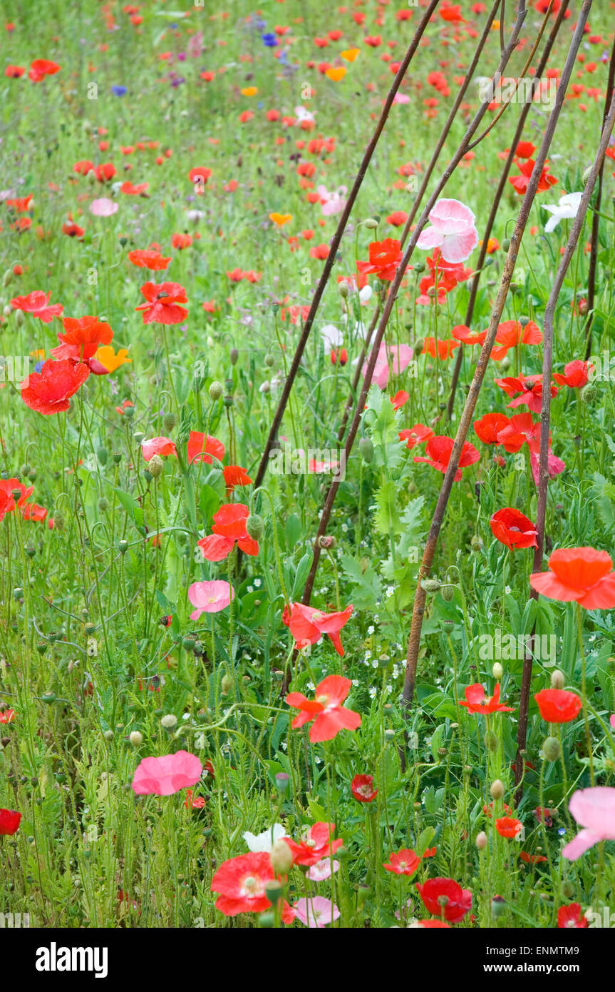 Beautiful meadow field with wildflowers and Poppies Stock Photo - Alamy