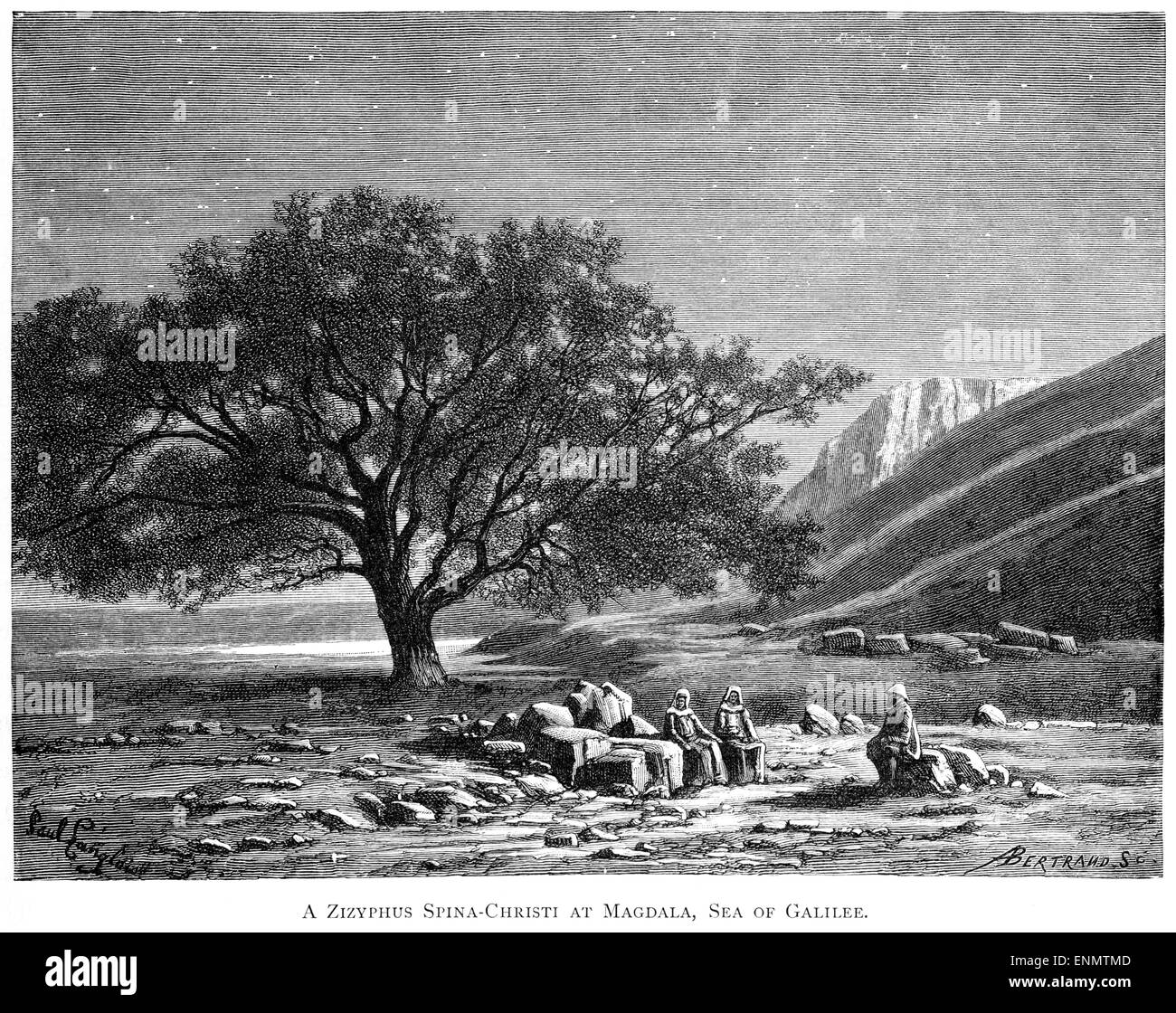 An engraving of a Zizyphus Spina-Christi at Magdala, Sea of Galilee ...