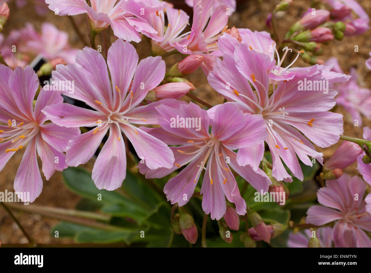Lewisia Cotyledon Siskiyou Growing in a Alpine Greenhouse at RHS Garden ...