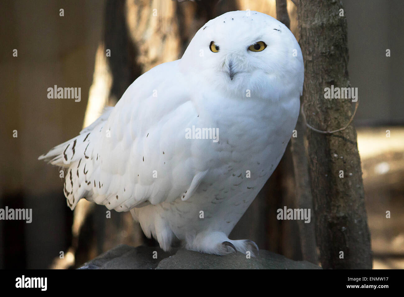An Owl's Tale- A wintry snowy owl 'chillin' from his low perch on a ...
