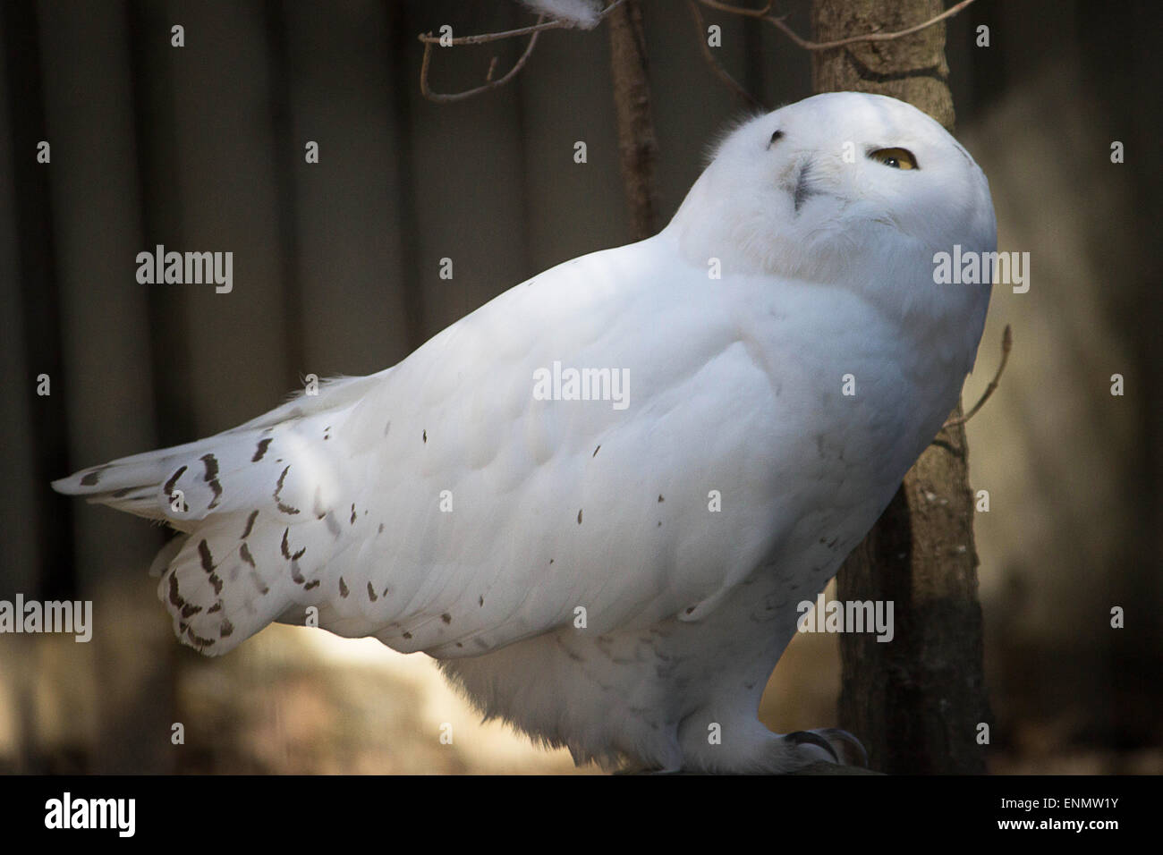 Feathered tale hi-res stock photography and images - Alamy