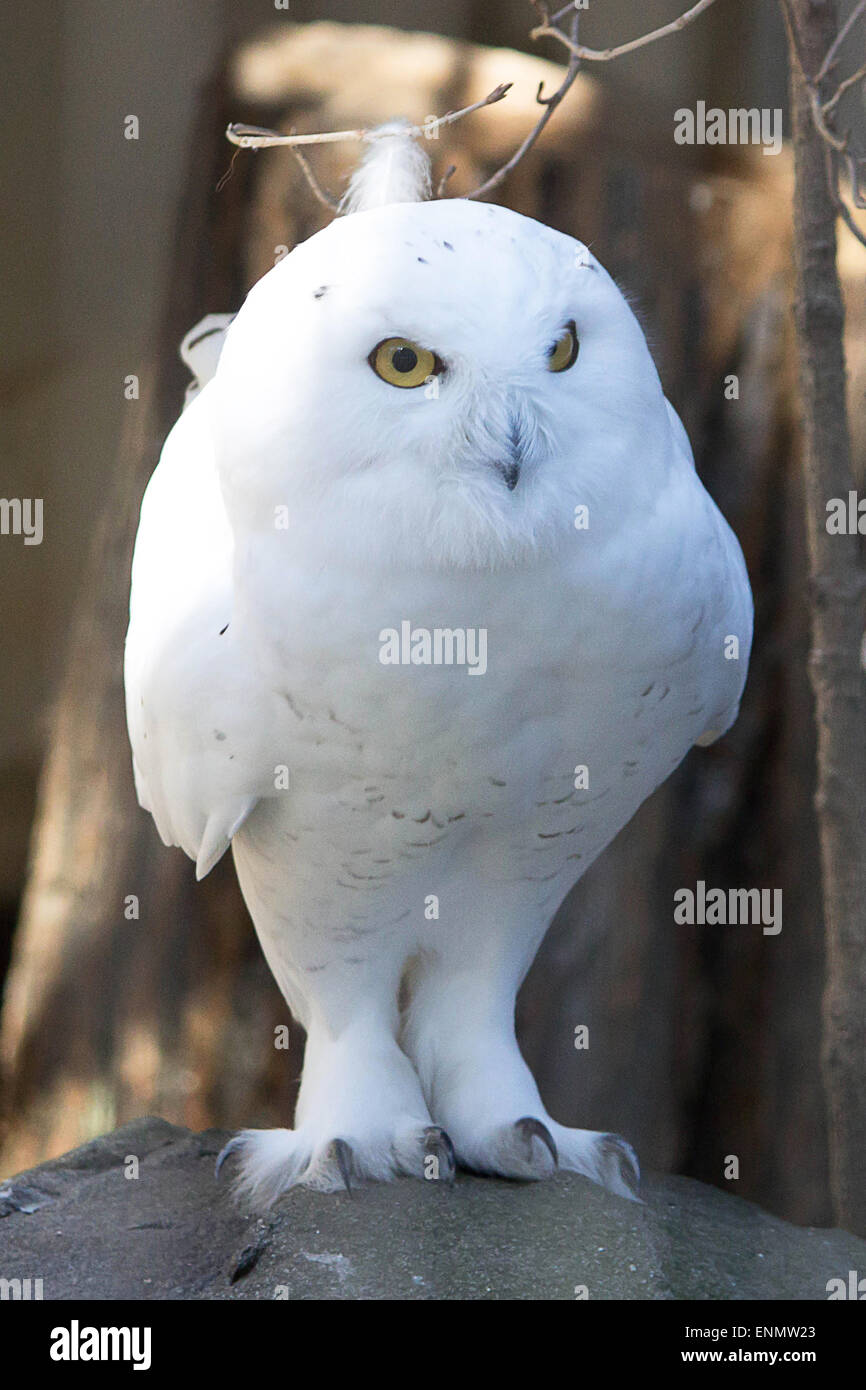 An Owl's Tale- A wintry snowy owl 'chillin' from his low perch on a ...