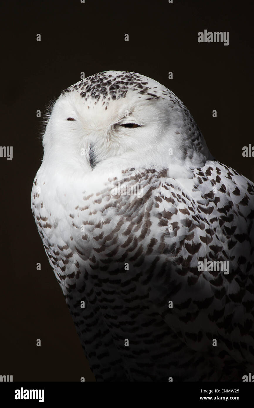 Spotted Snowy Owl- A beautiful spotted snowy owl finds a spot of sun in ...
